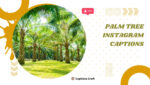 200+ Palm Tree Instagram Captions: The Best Tropical Quotes For Your ...